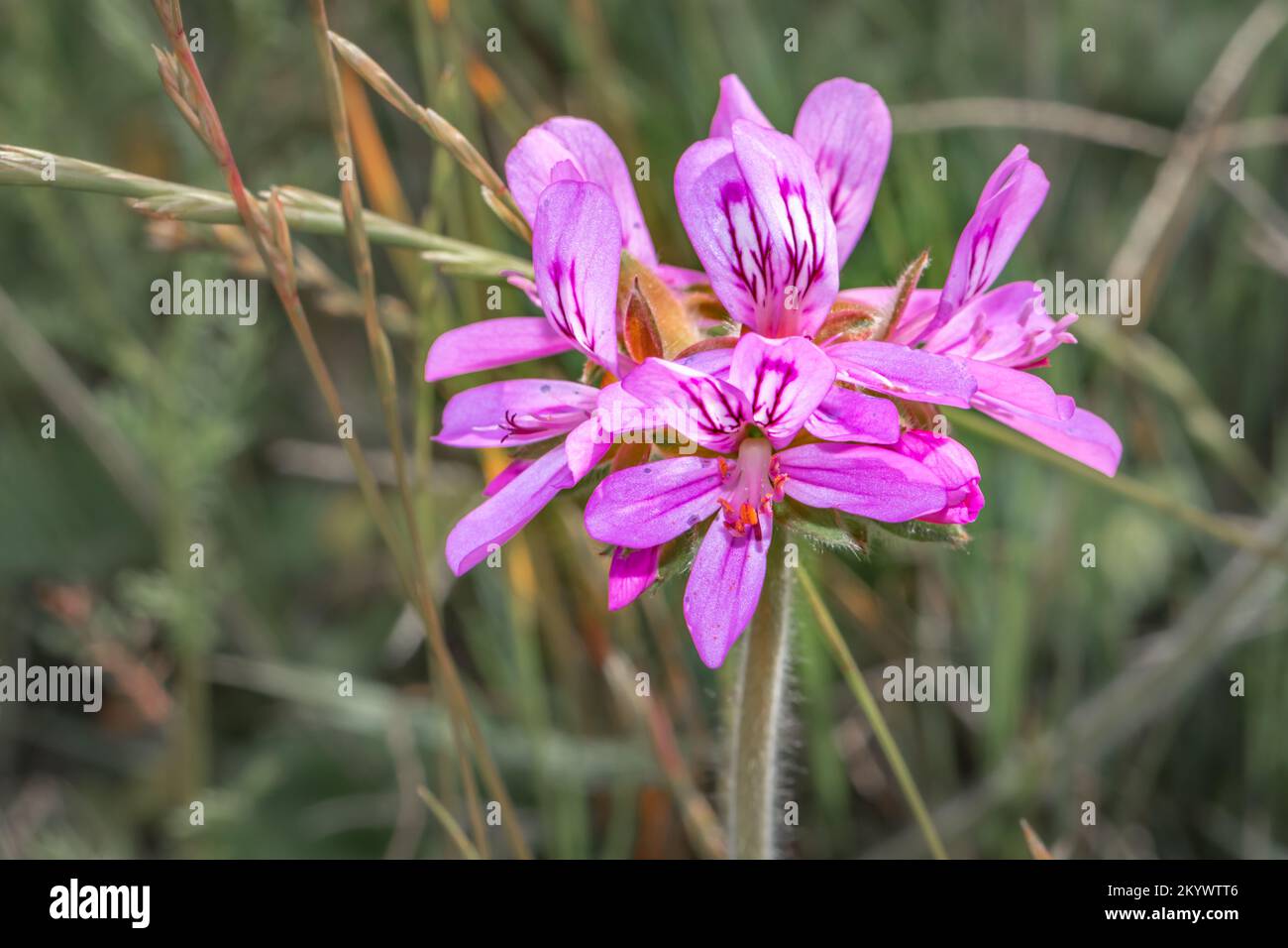 Pelargonium tomentosum hi-res stock photography and images - Alamy