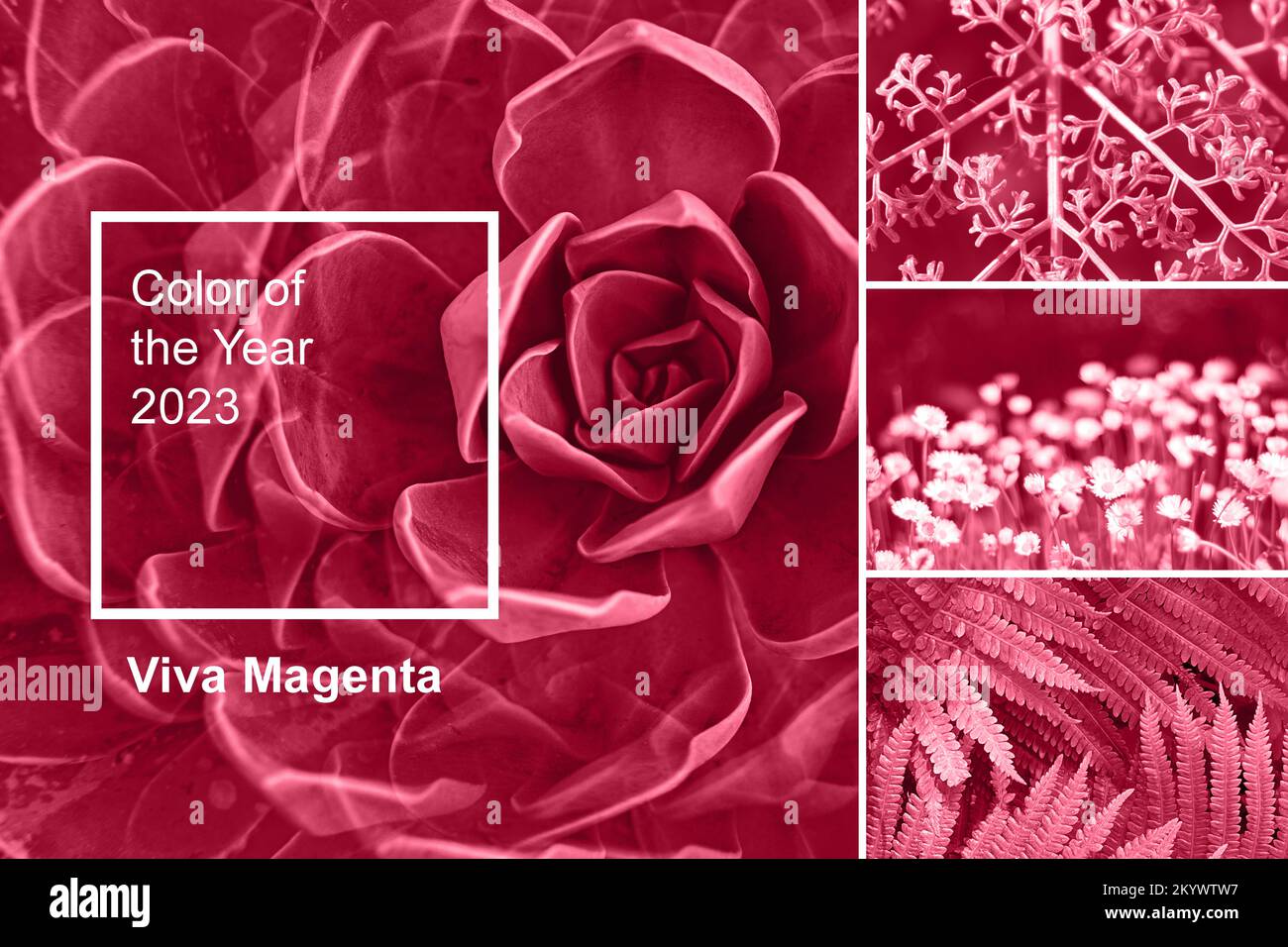 Viva Magenta color of year 2023. New Fashion color palette sample ...