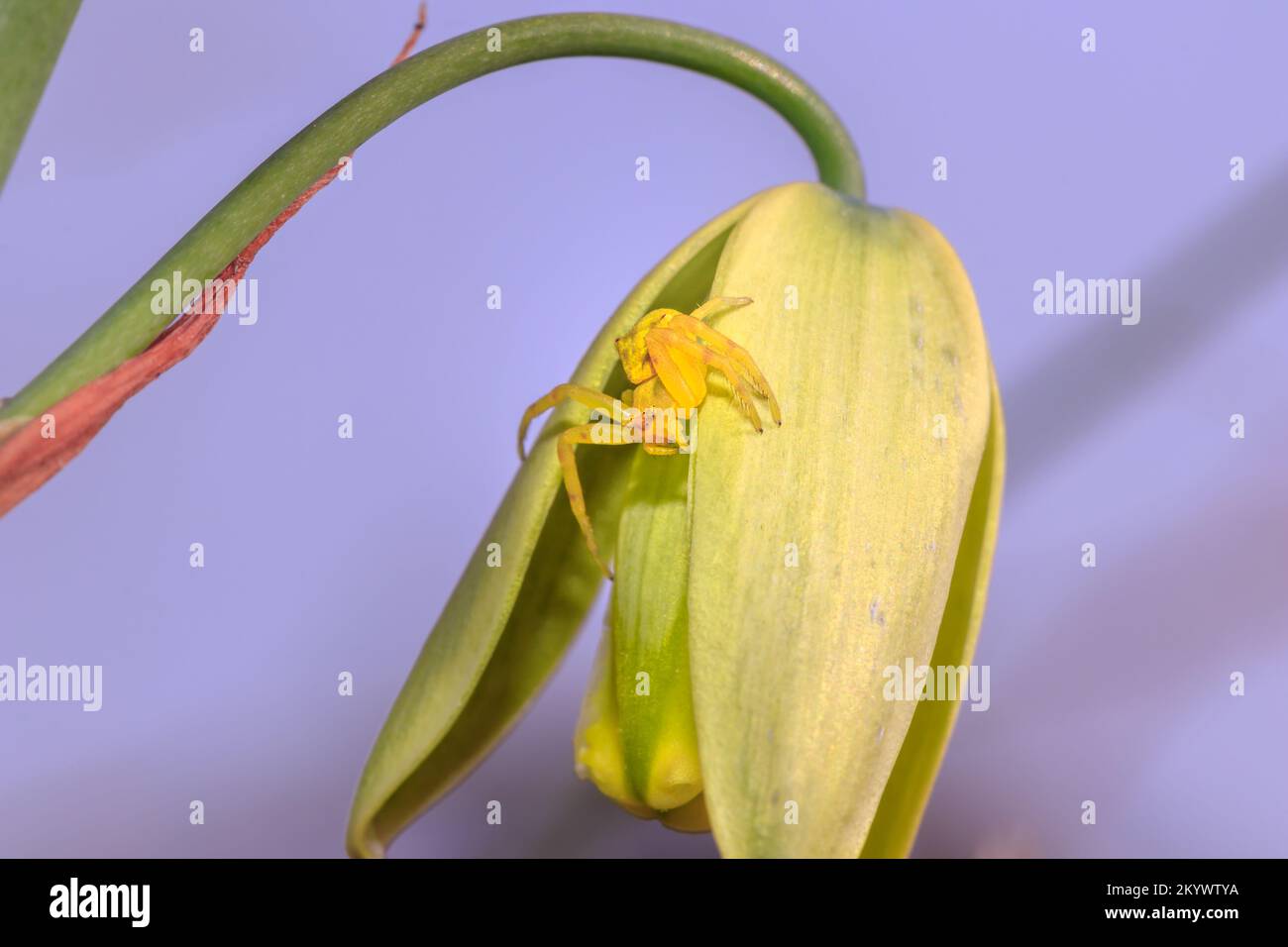 Yellow flower crab spider (Thomisidae thomisus sp) sitting on a (Albuca ...