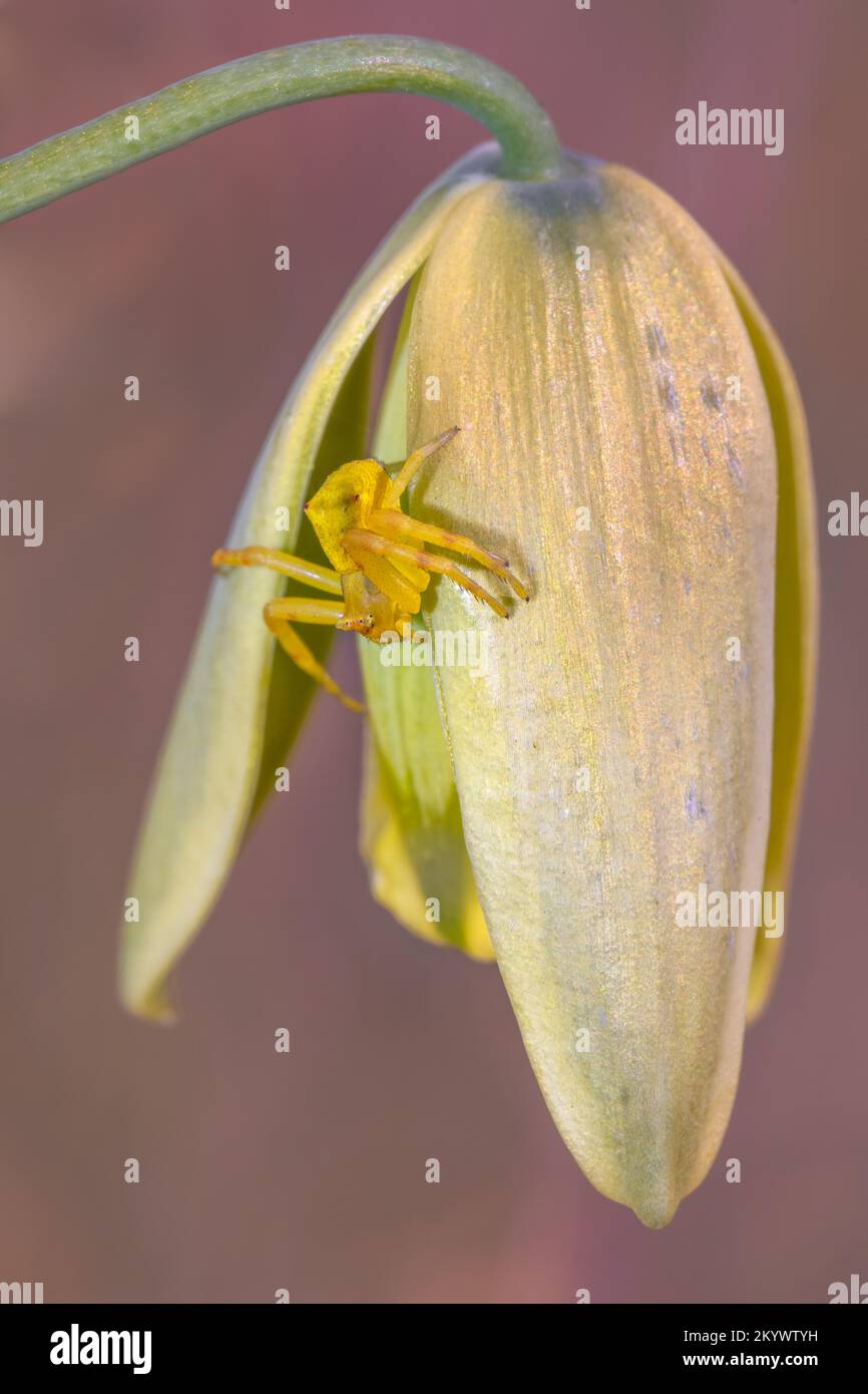 Yellow flower crab spider (Thomisidae thomisus sp) sitting on a (Albuca ...