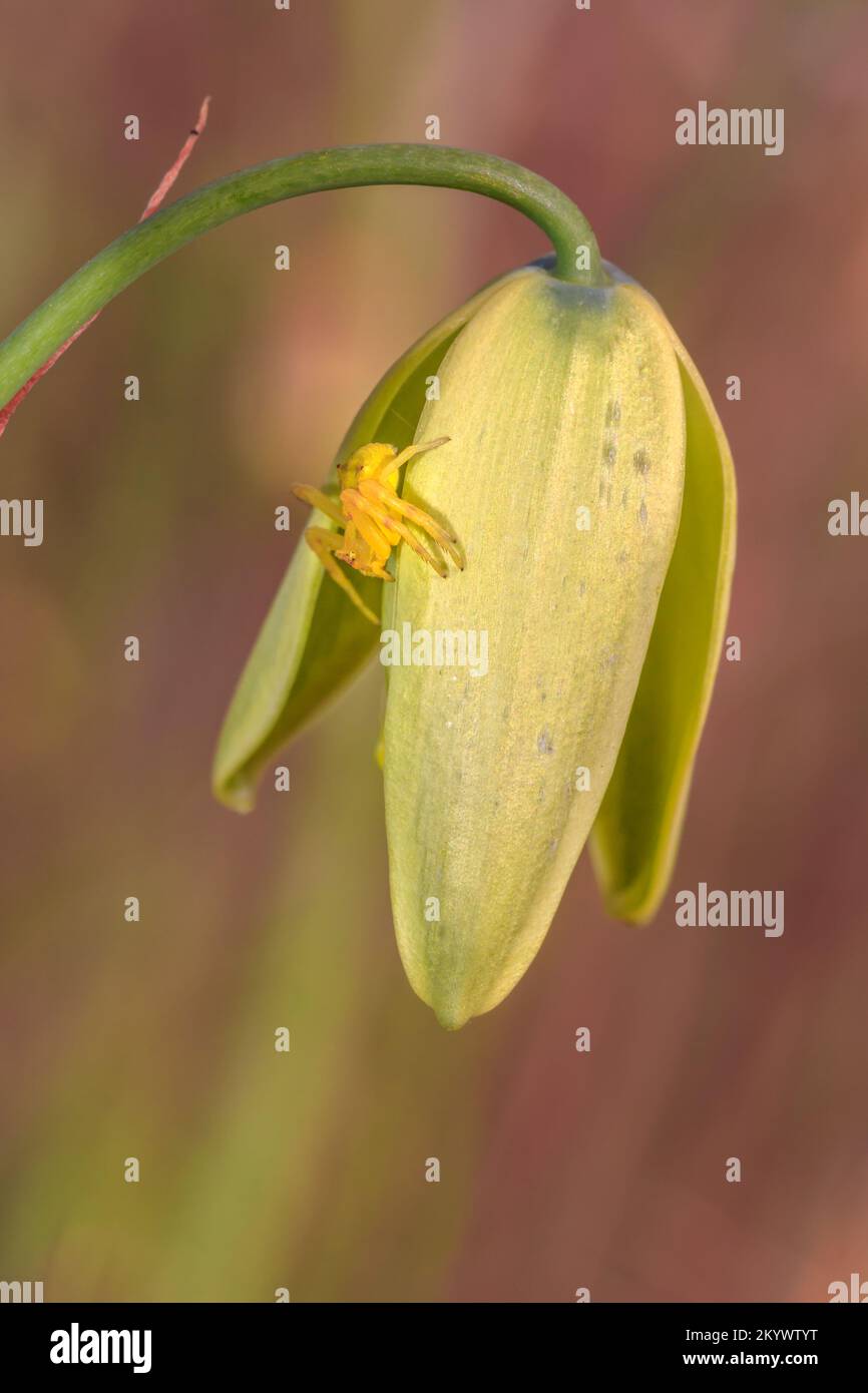 Yellow flower crab spider (Thomisidae thomisus sp) sitting on a (Albuca ...