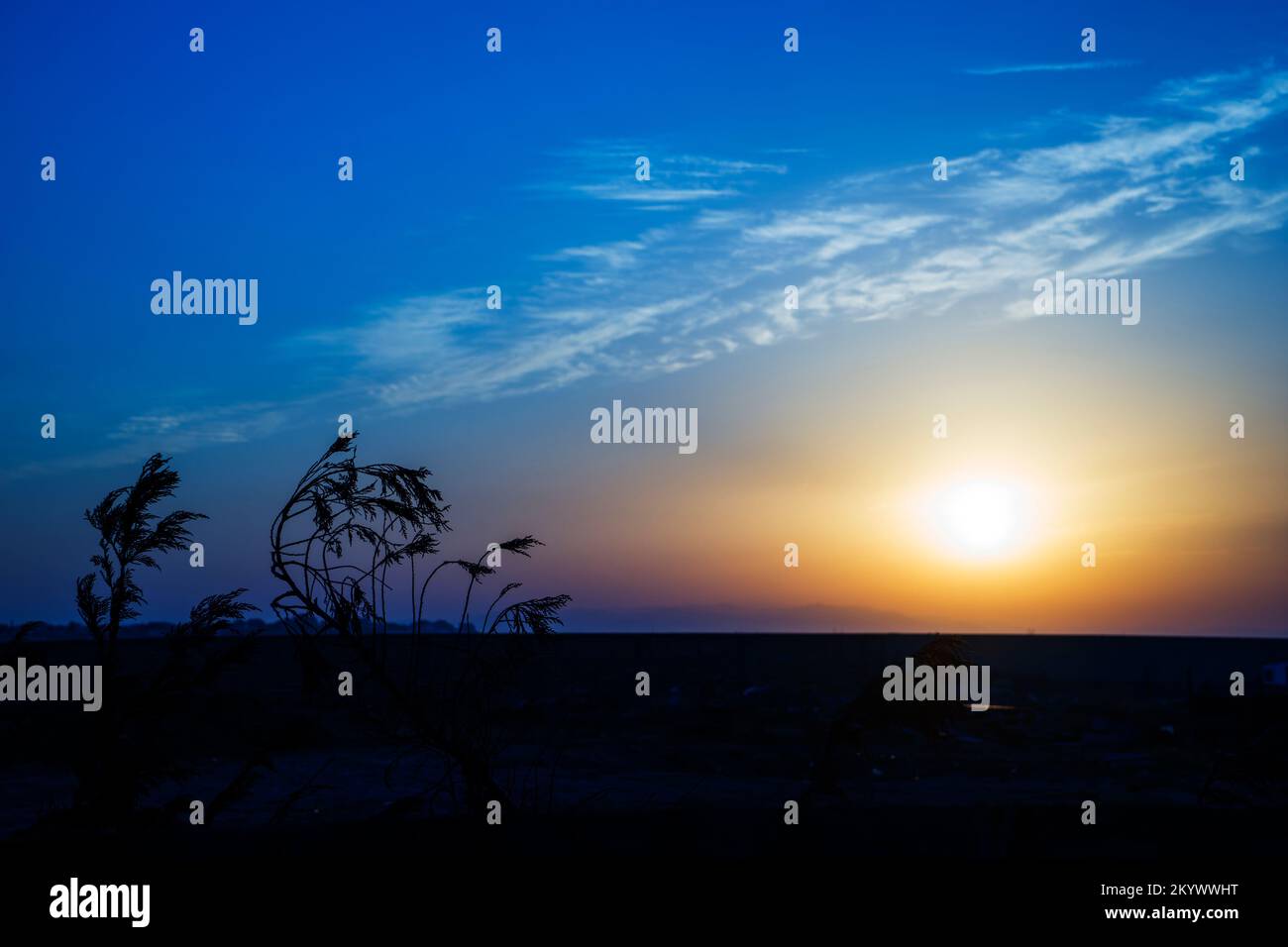 macro, nature, summer background, different herbs, different flowers at ...