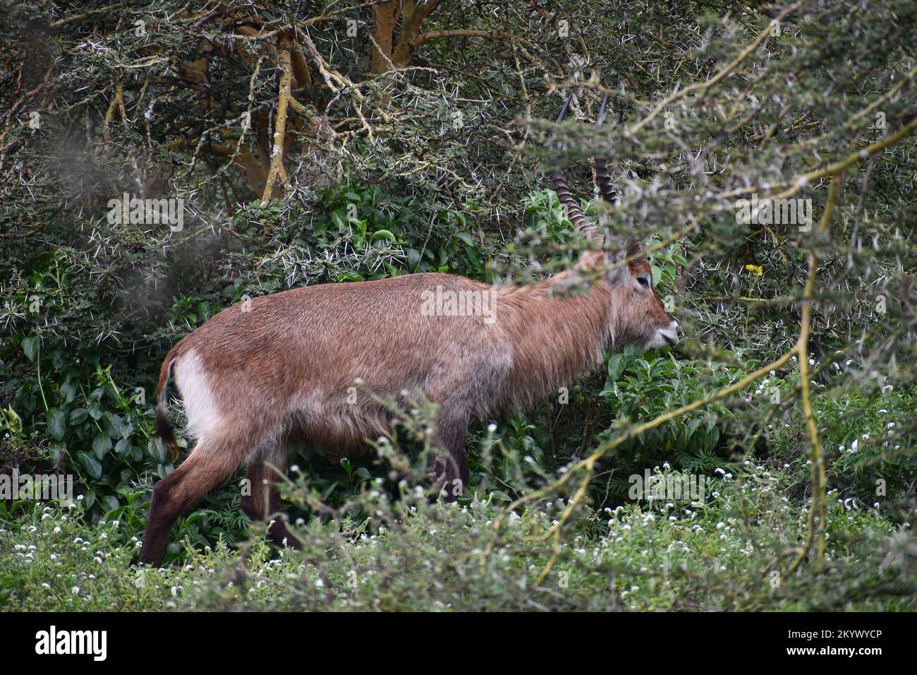 a waterbuck running for cover into the bushes Stock Photo - Alamy