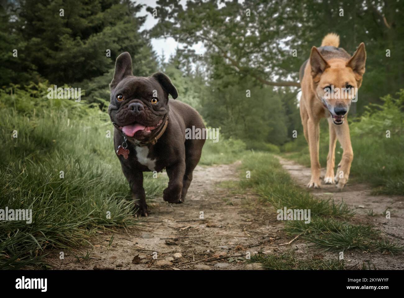 Frenchie german shepherd puppy hi-res stock photography and images - Alamy