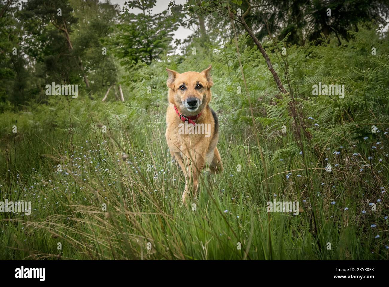 German Shepherd Saluki Cross hiding in a field near the forest Stock ...