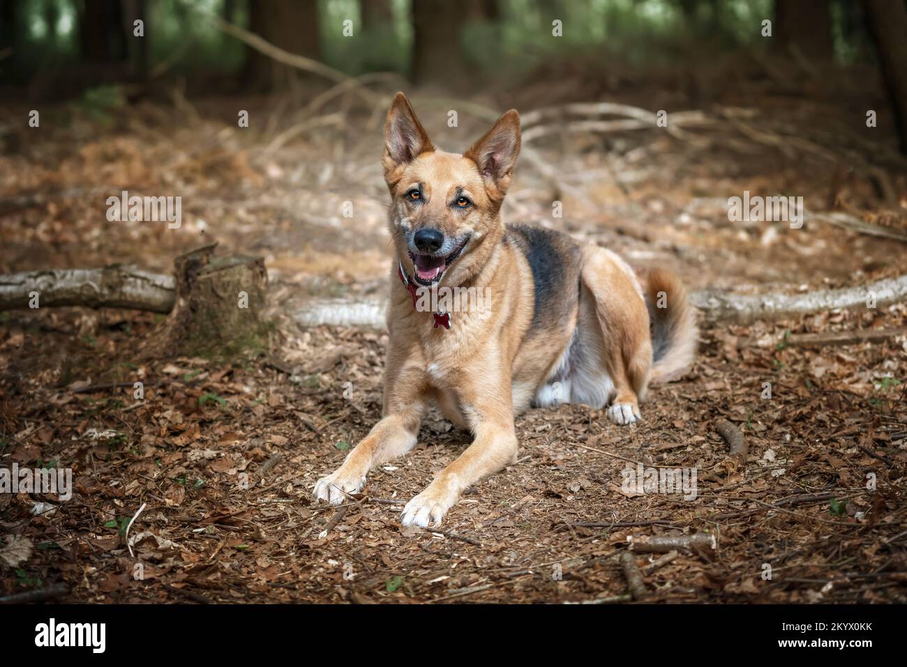 German Shepherd Saluki Cross looking at the camera with a very happy ...