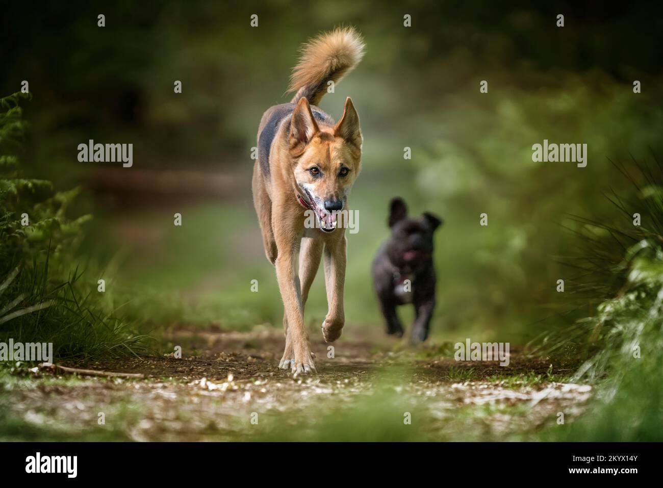 German Shepherd Saluki Cross running towards the camera with a foxy ...