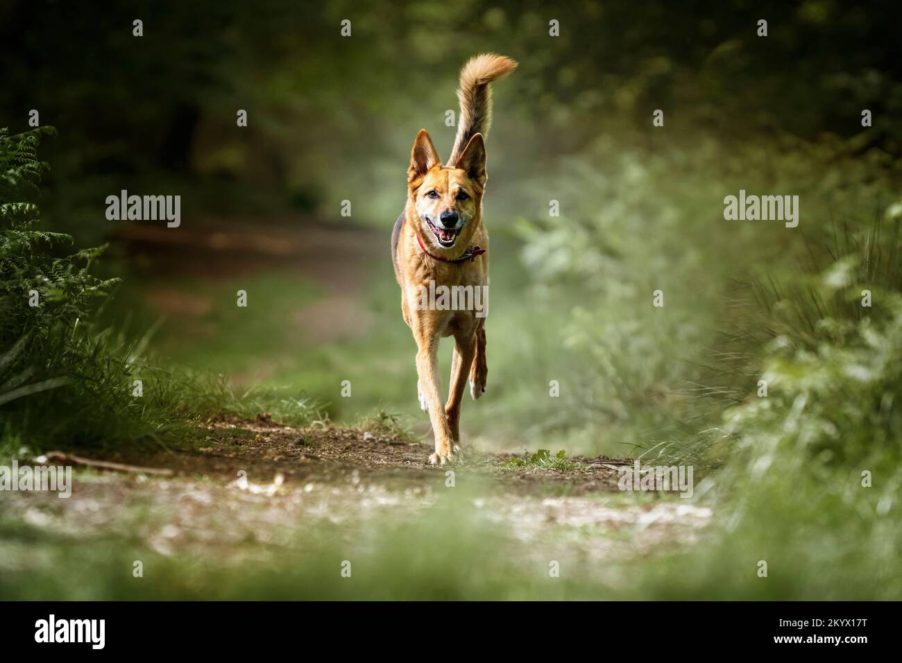 German Shepherd Saluki Cross walking towards the camera with a foxy ...