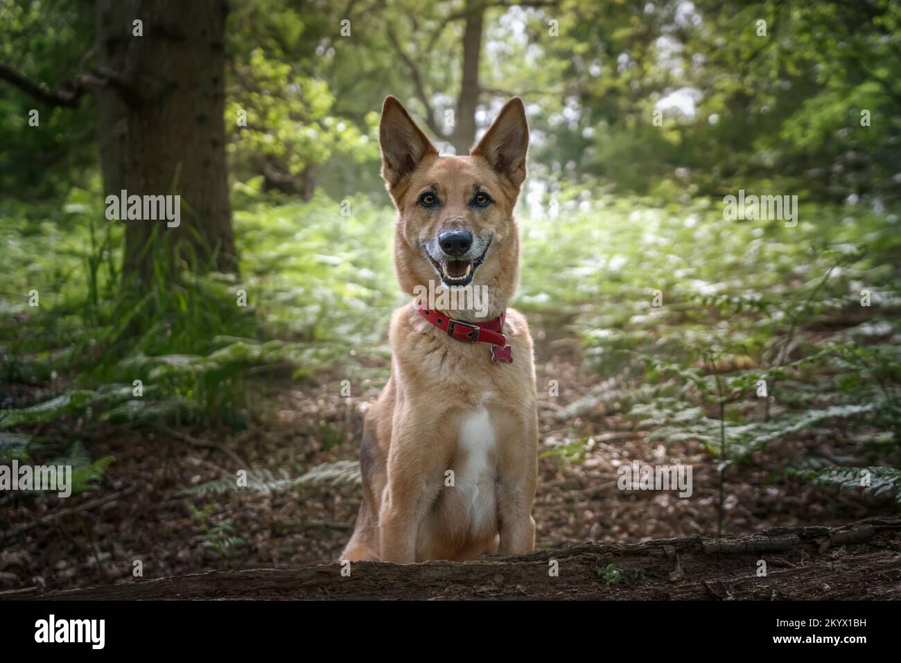 German Shepherd Saluki Cross looking at the camera with a very happy ...