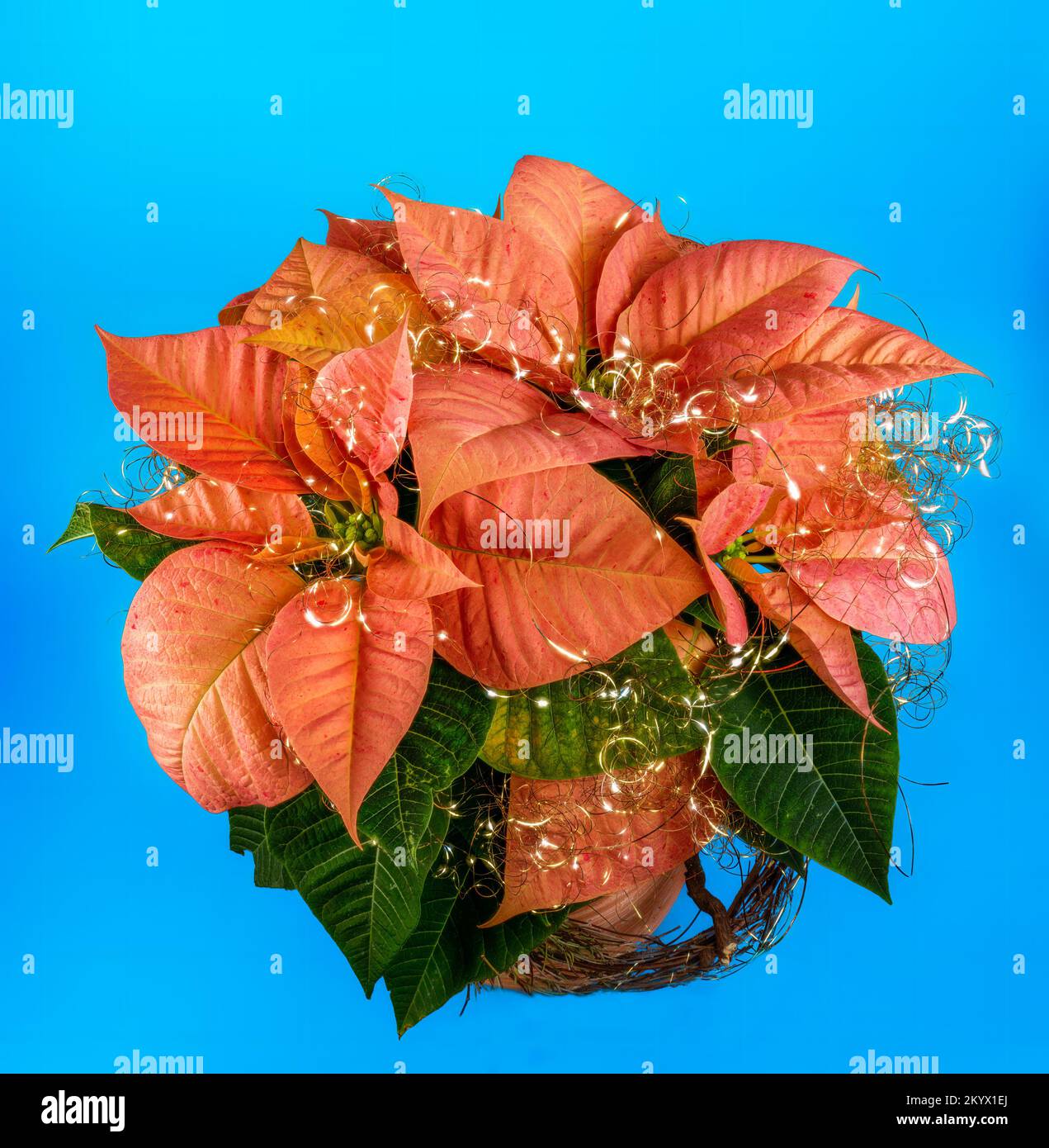 Potted poinsettia (Euphorbia pulcherrima) flower Stock Photo - Alamy