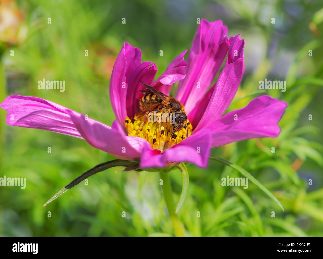 Macro of a bee on a pink dahlia flower blossom Stock Photo - Alamy