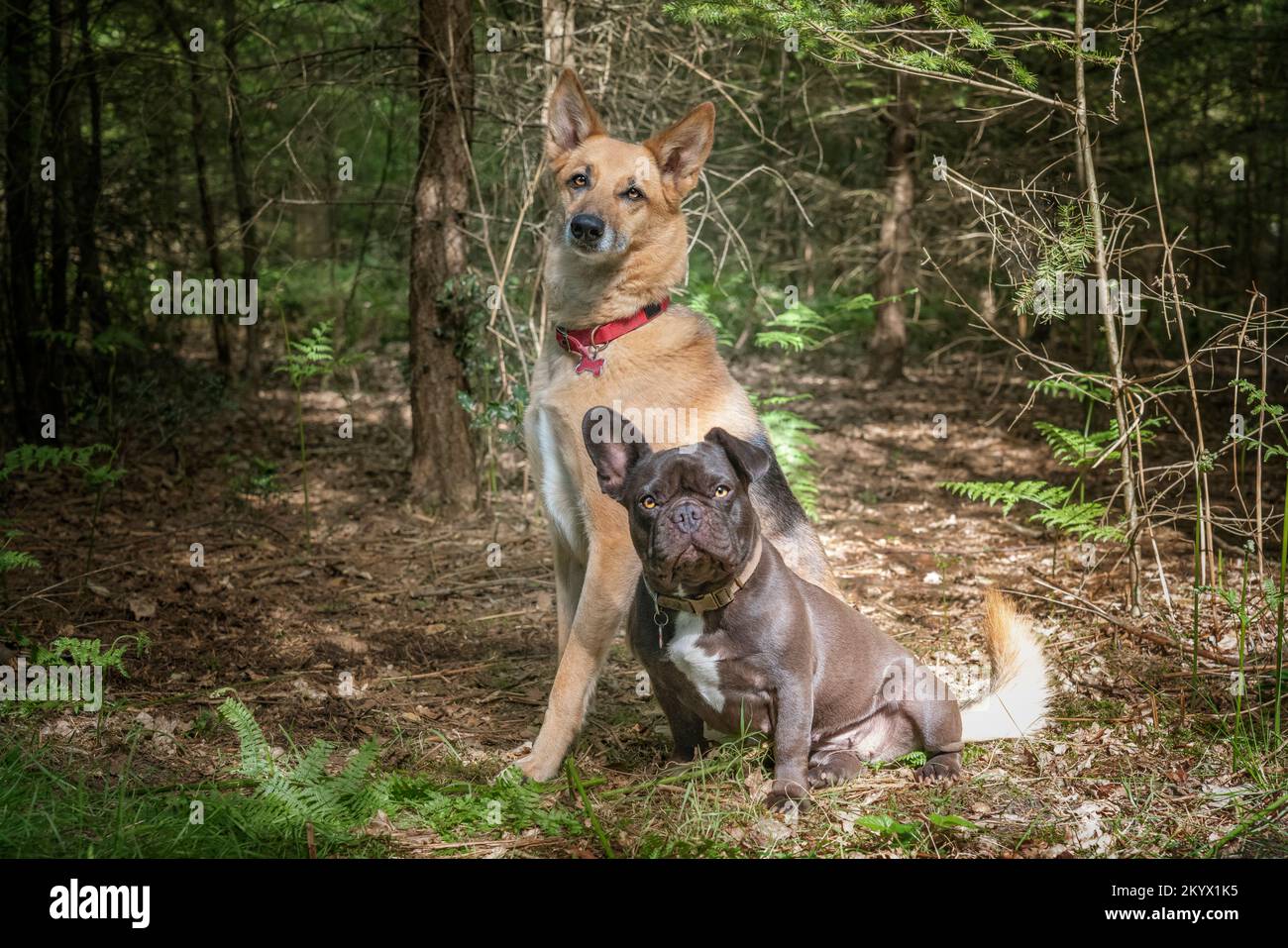 German Shepherd Saluki and French Bulldog in the forest looking at the ...