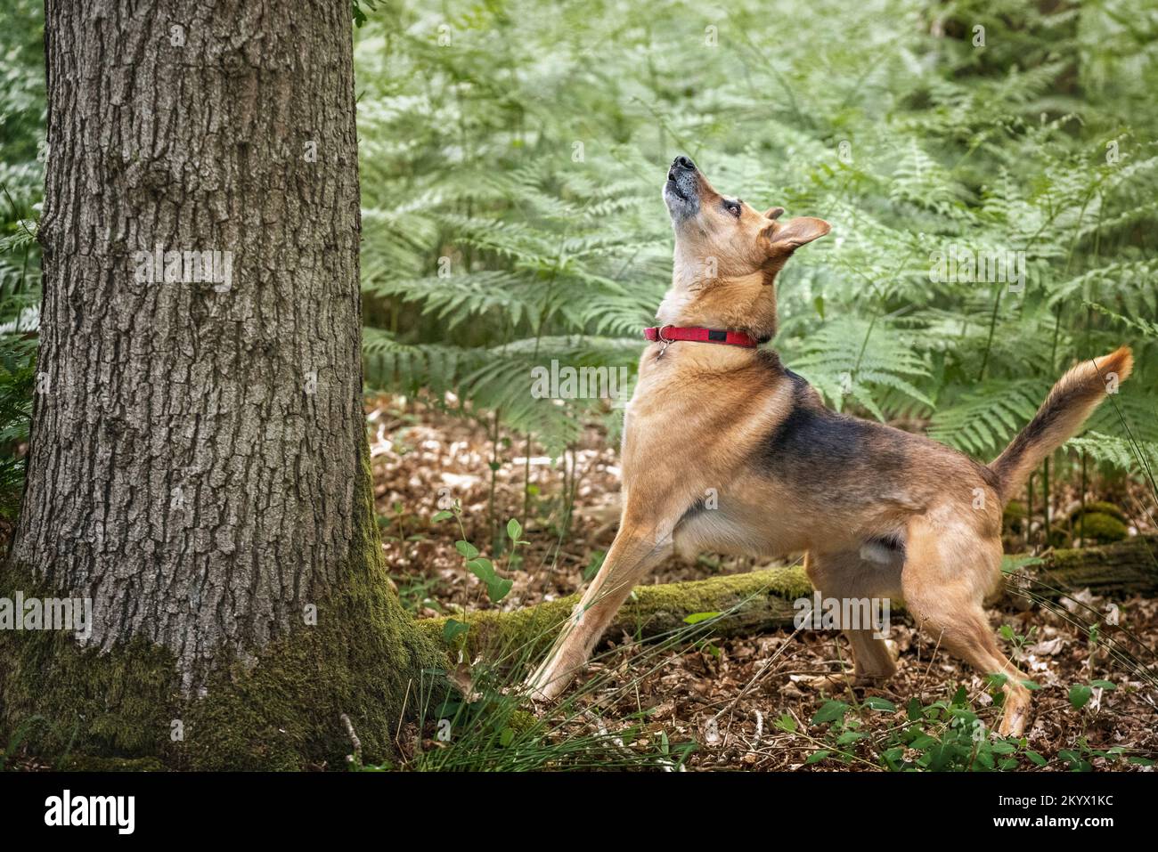 German Shepherd Saluki Cross looking at a squirrel in a tree in the ...