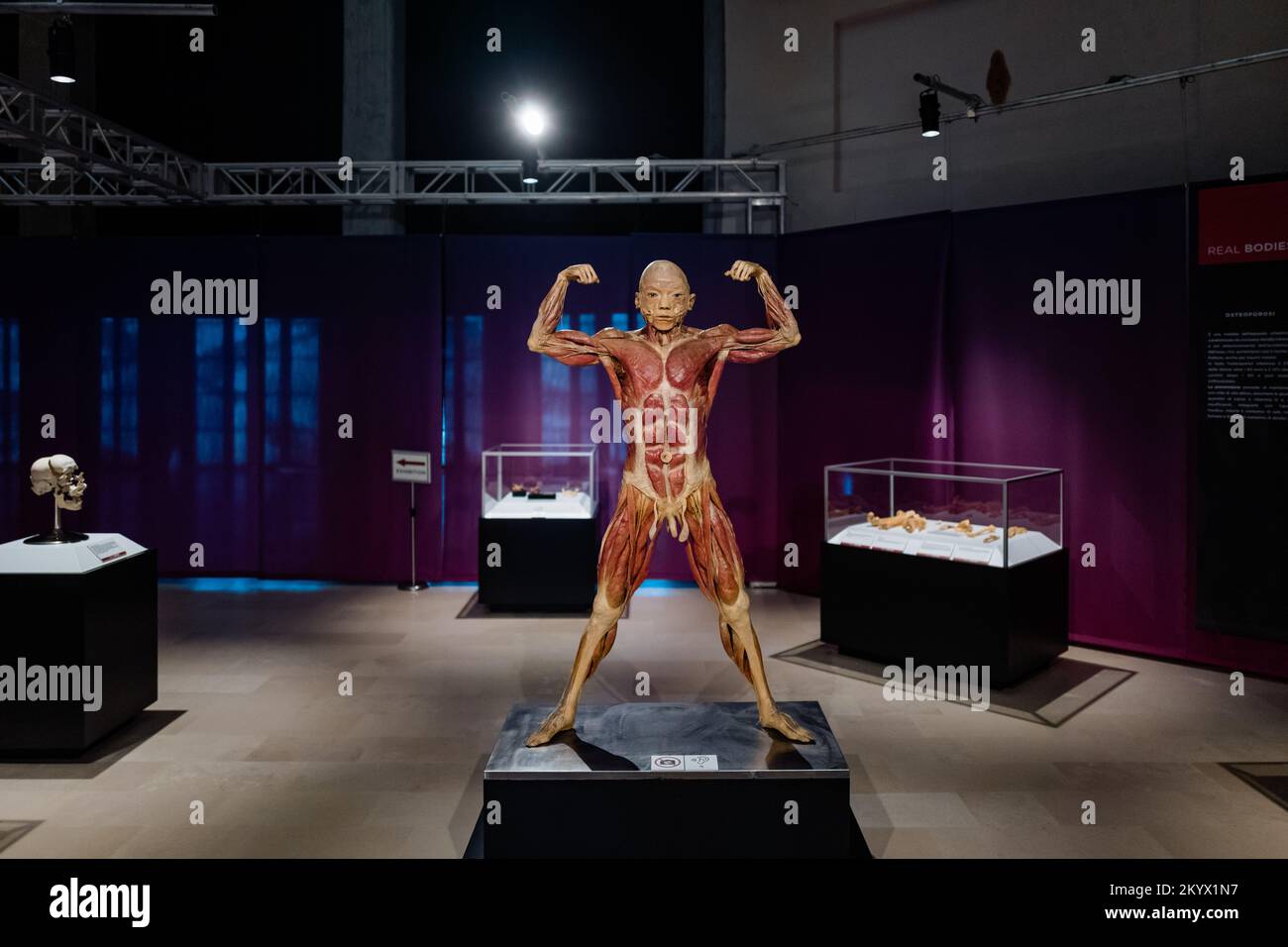 Bari, Italy. 02nd Dec, 2022. A human body posing at the Real Bodies ...