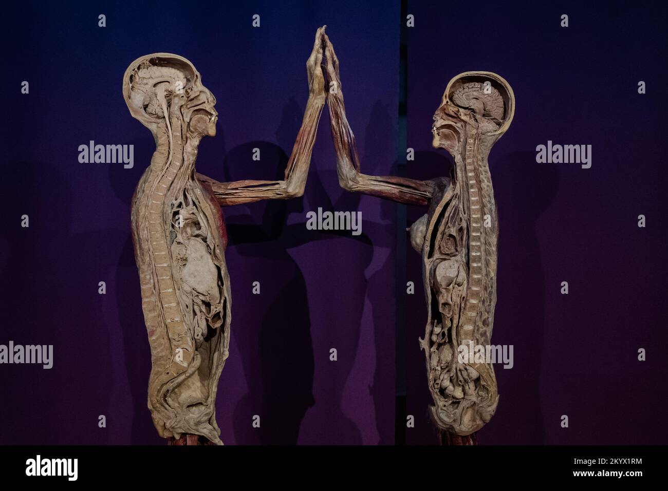 Bari, Italy. 02nd Dec, 2022. Two dissected human bodies at the Real ...