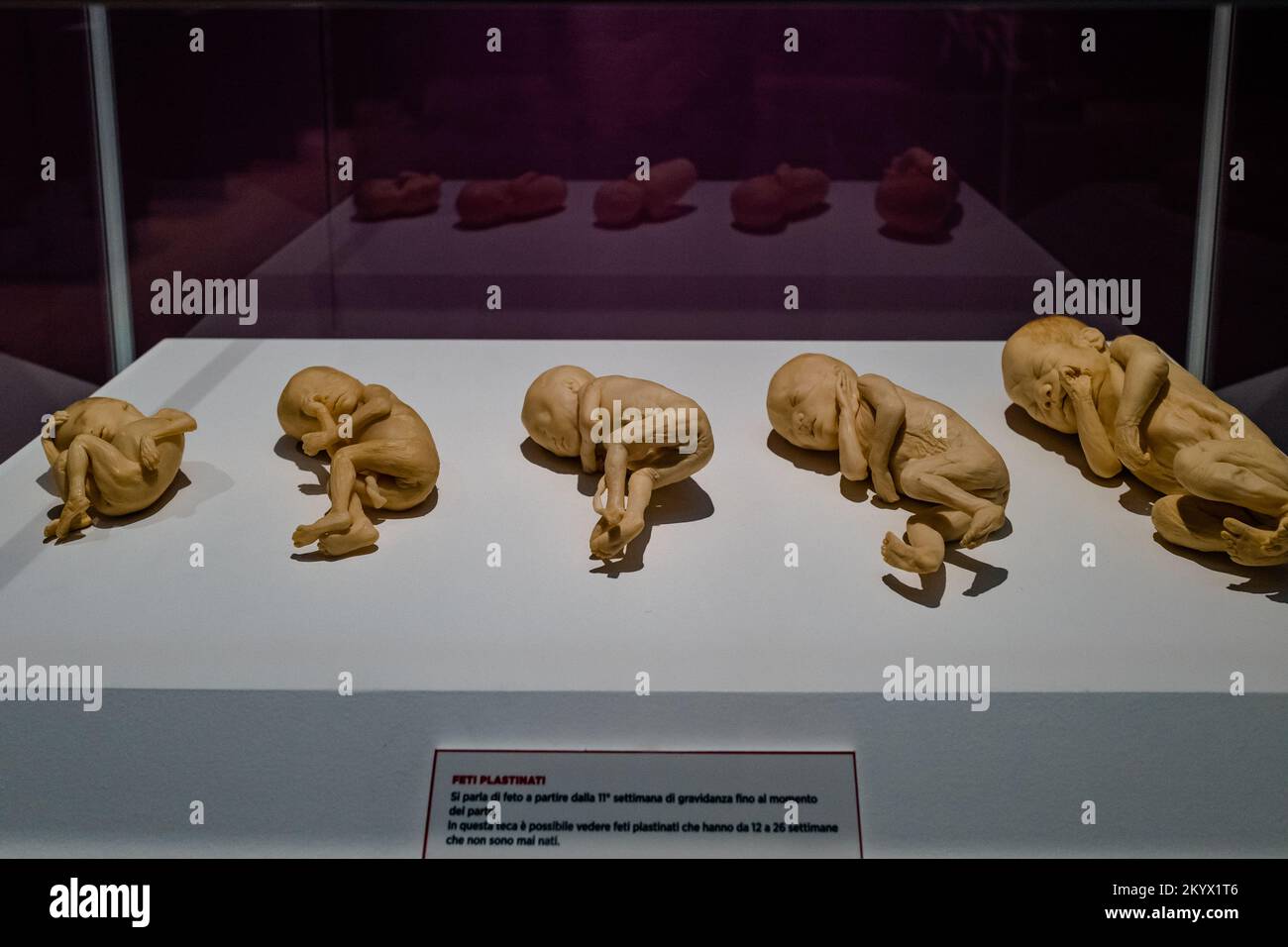 Bari, Italy. 02nd Dec, 2022. Human fetuses posing at the Real Bodies exhibition at the Teatro ...