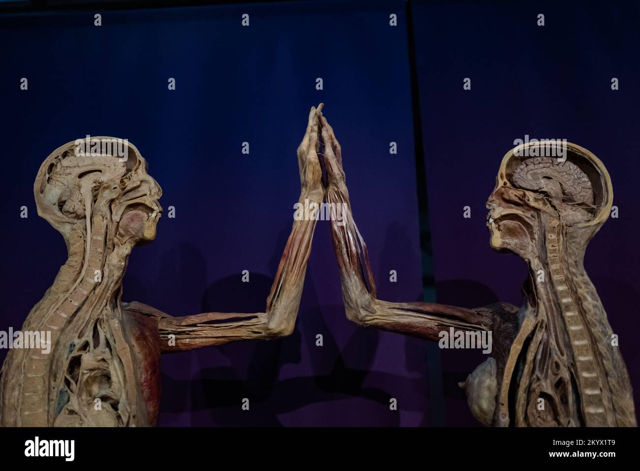 Bari, Italy. 02nd Dec, 2022. Two dissected human bodies at the Real ...