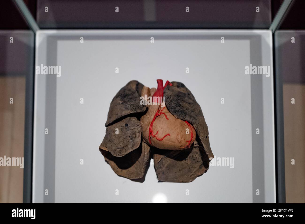 Bari, Italy. 02nd Dec, 2022. Detail of the heart and lungs of a human ...