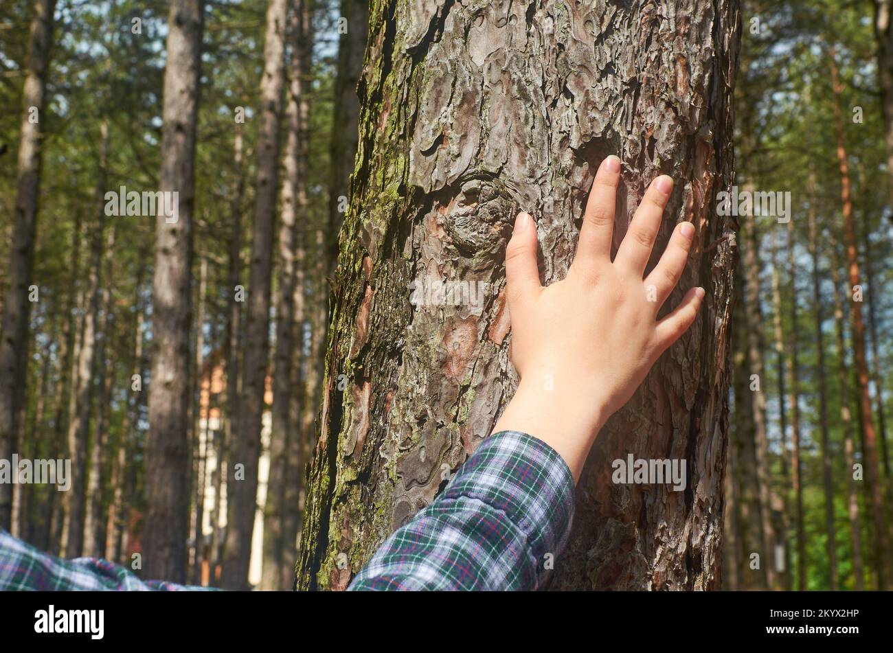 Female hand on a tree trunk as a symbolic sign that it should be ...