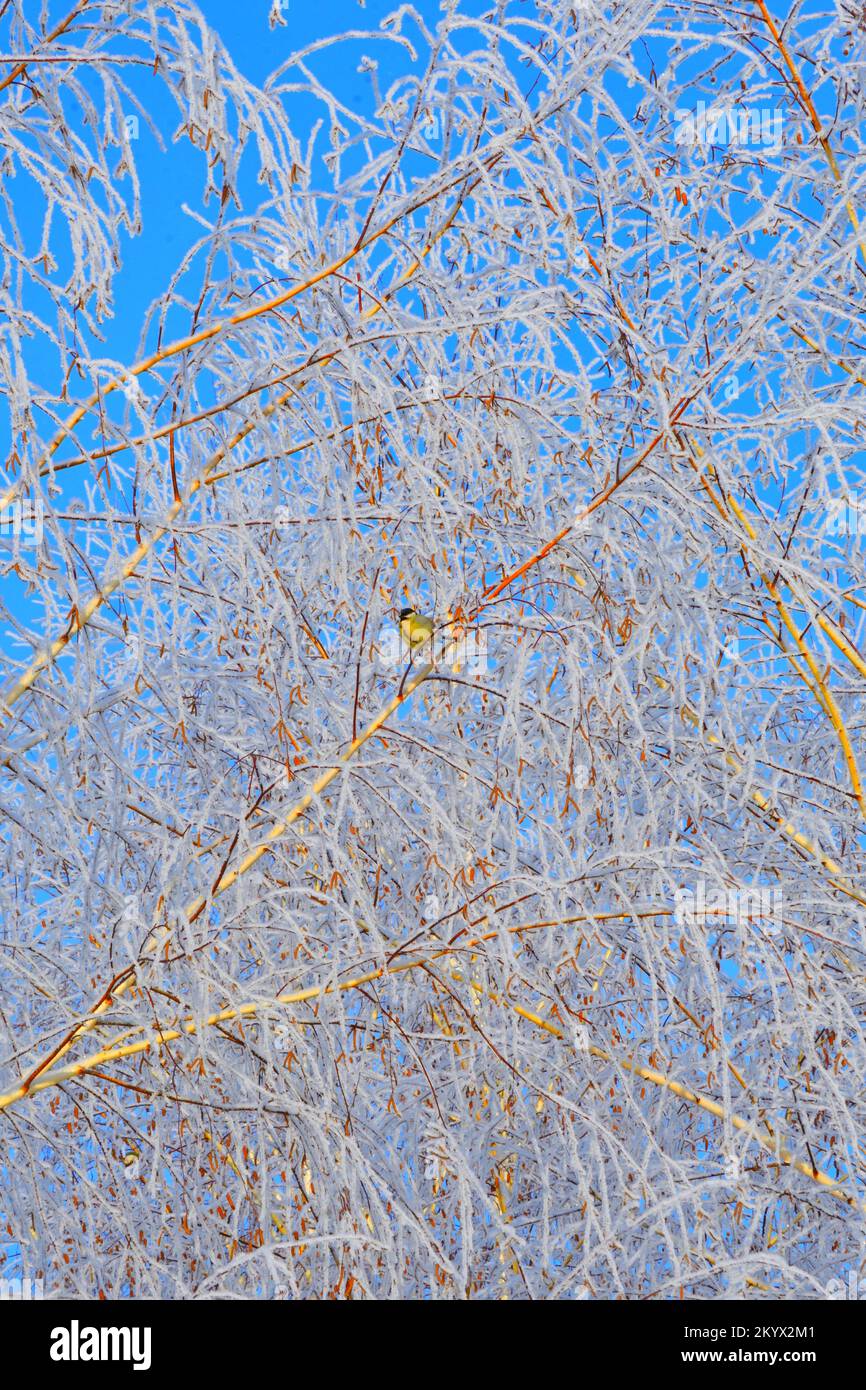 Trees in winter, covered with snow and frost Stock Photo - Alamy