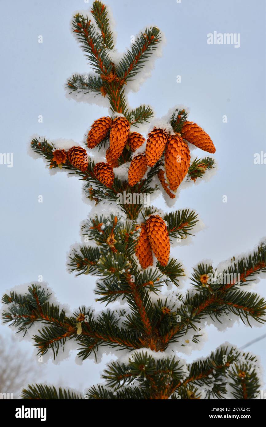 Trees in winter, covered with snow and frost Stock Photo - Alamy
