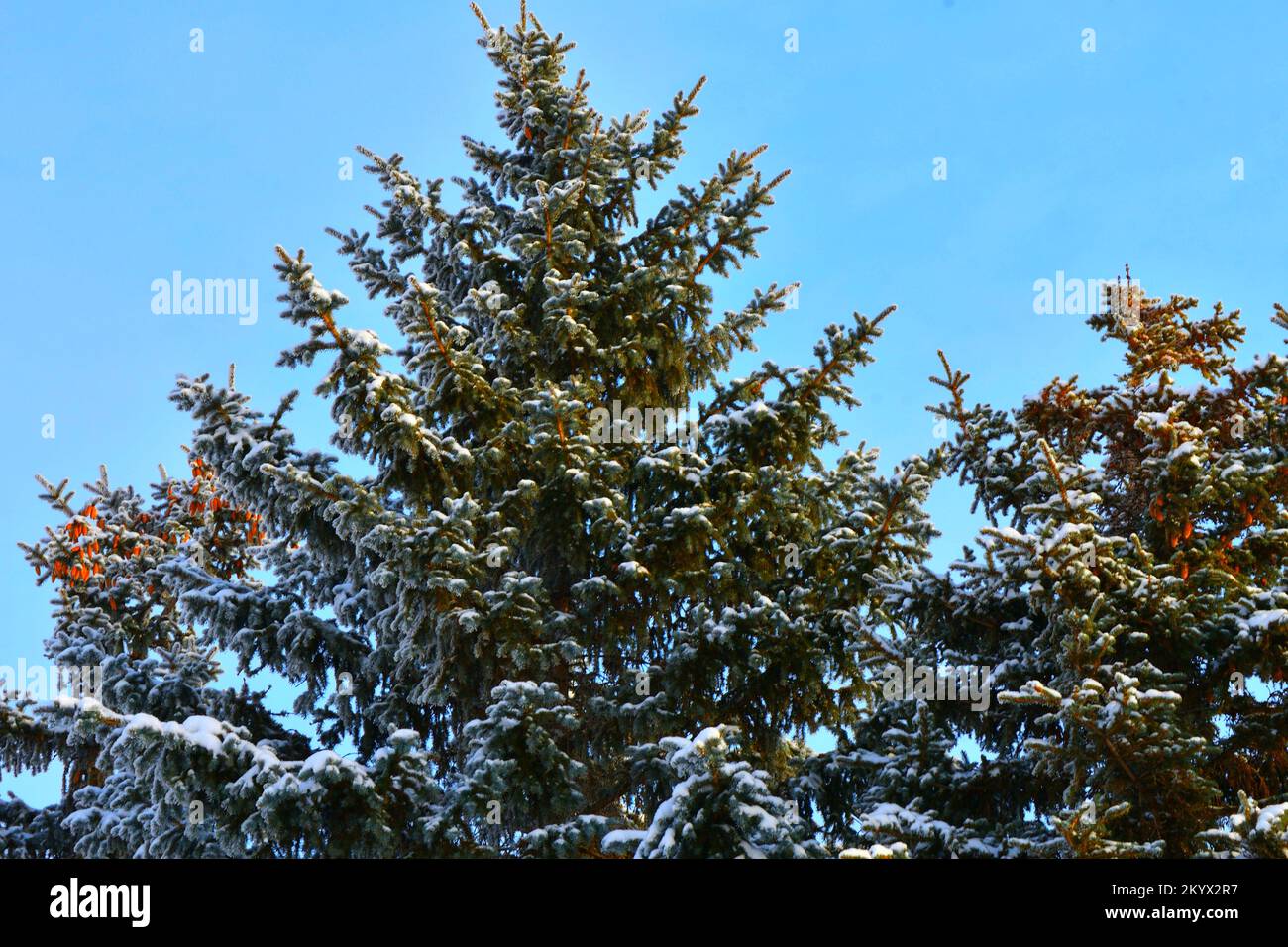 Trees in winter, covered with snow and frost Stock Photo - Alamy