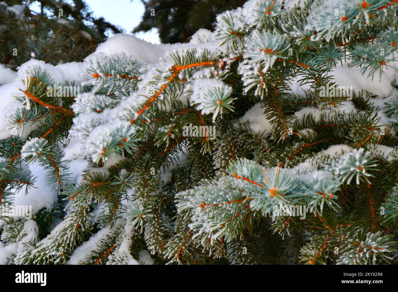 Trees in winter, covered with snow and frost Stock Photo - Alamy