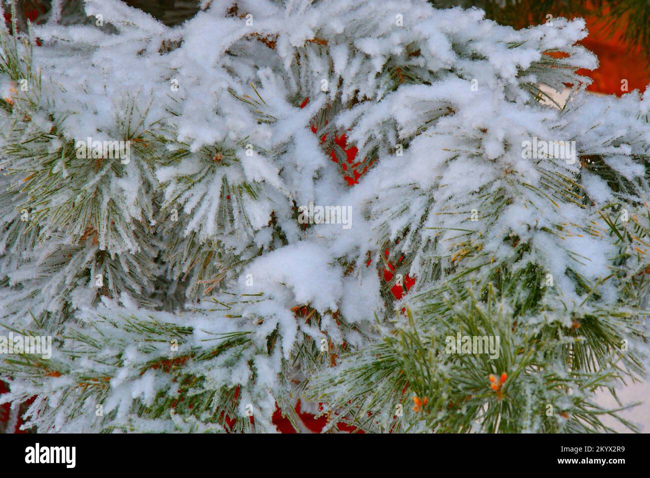 Trees in winter, covered with snow and frost Stock Photo - Alamy