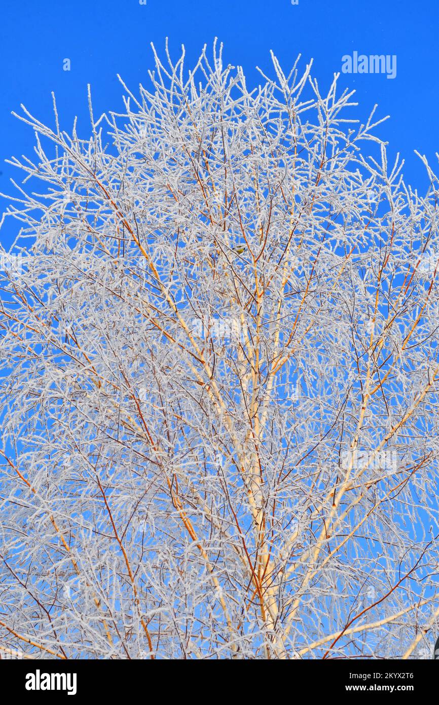 Trees in winter, covered with snow and frost Stock Photo - Alamy