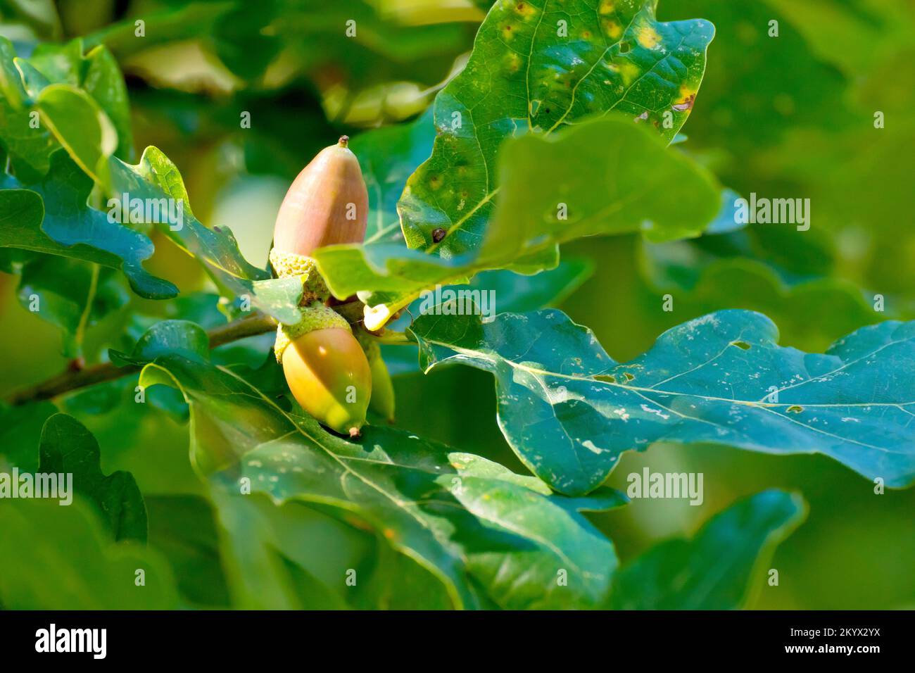 Durmast seed hi-res stock photography and images - Alamy