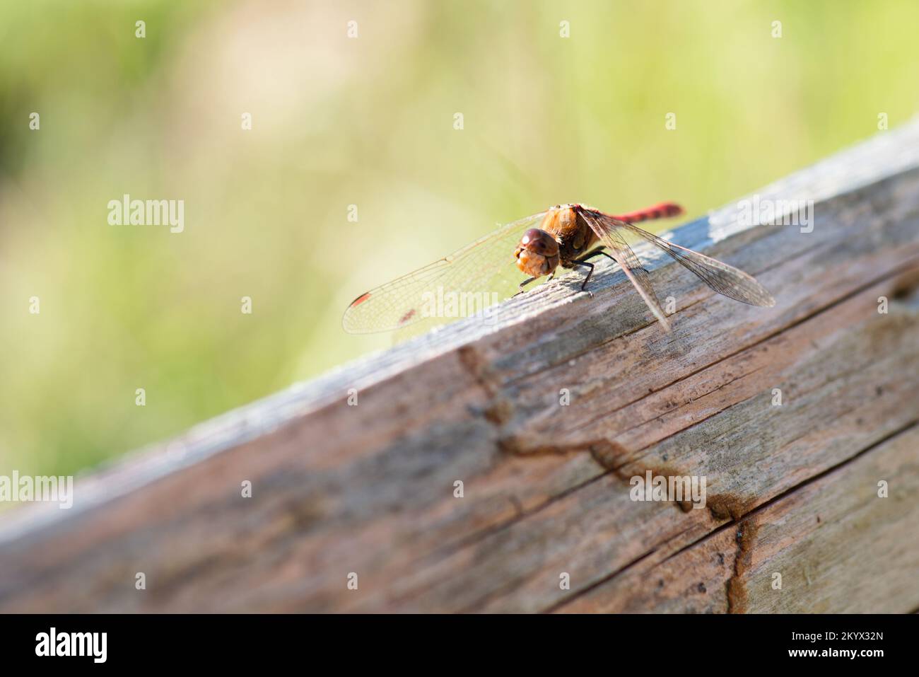 Red dragonfly, Neurothemis fluctuans is sitting on a wood, Haff Reimich ...