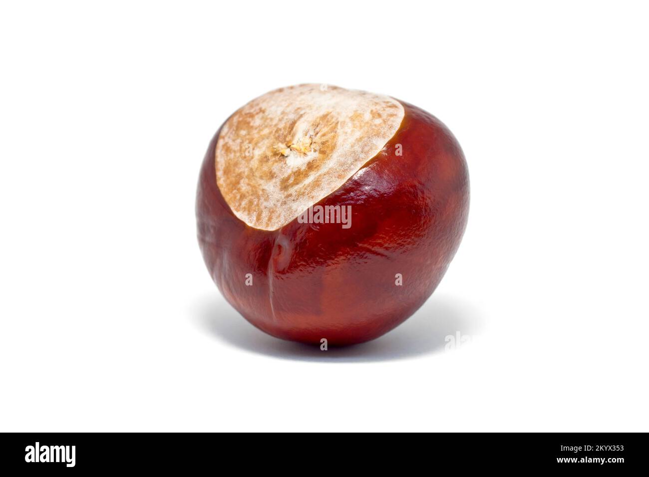 Horse Chestnut or Conker (aesculus hippocastaneum), close up of a ...