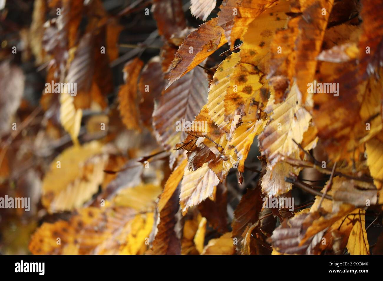 wet Autumn leaves greet the Morning light Stock Photo - Alamy