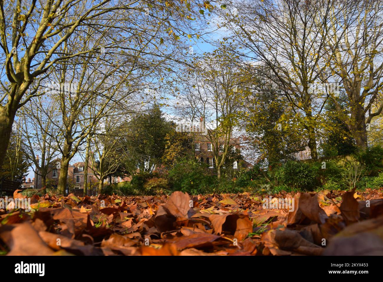 People enjoying the winter sunshine walk and fallen leaves in The Vines ...