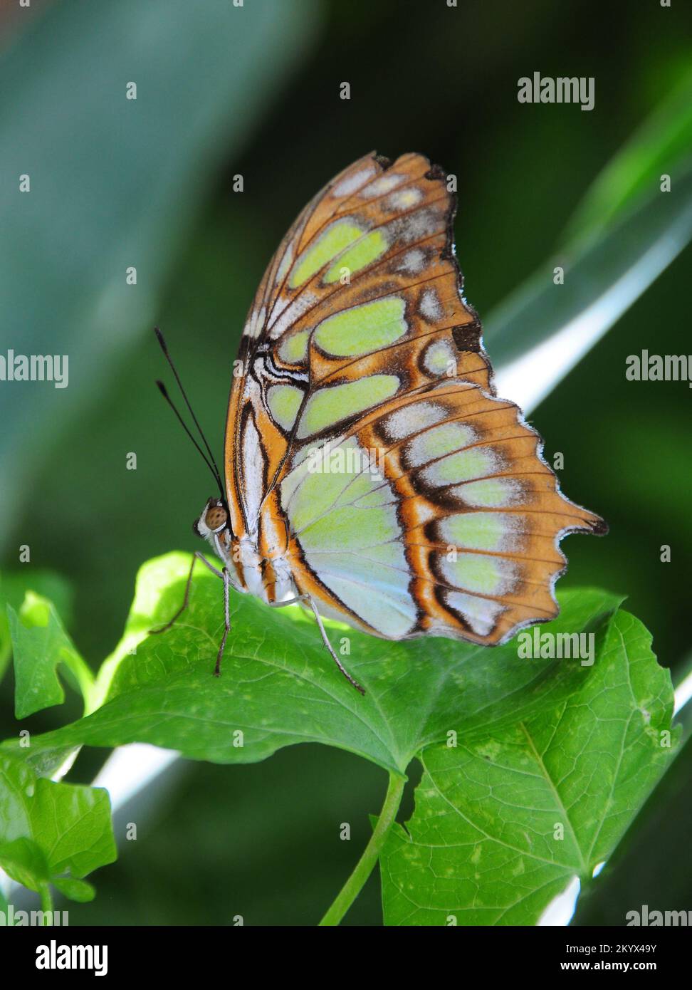 Folded wings hi-res stock photography and images - Alamy