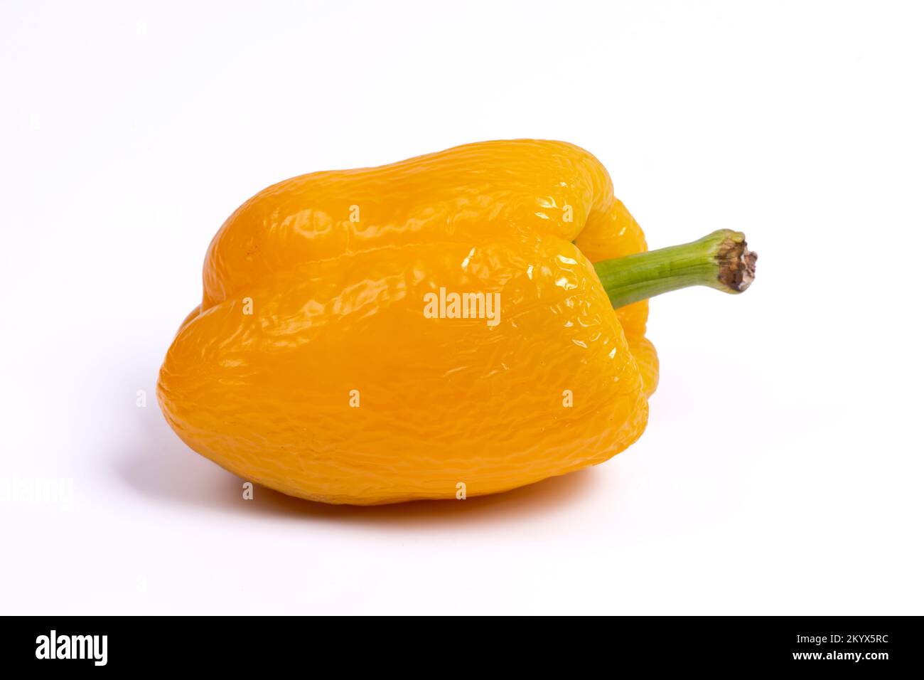 Yellow pepper isolated on a white background. shriveled pepper Stock ...