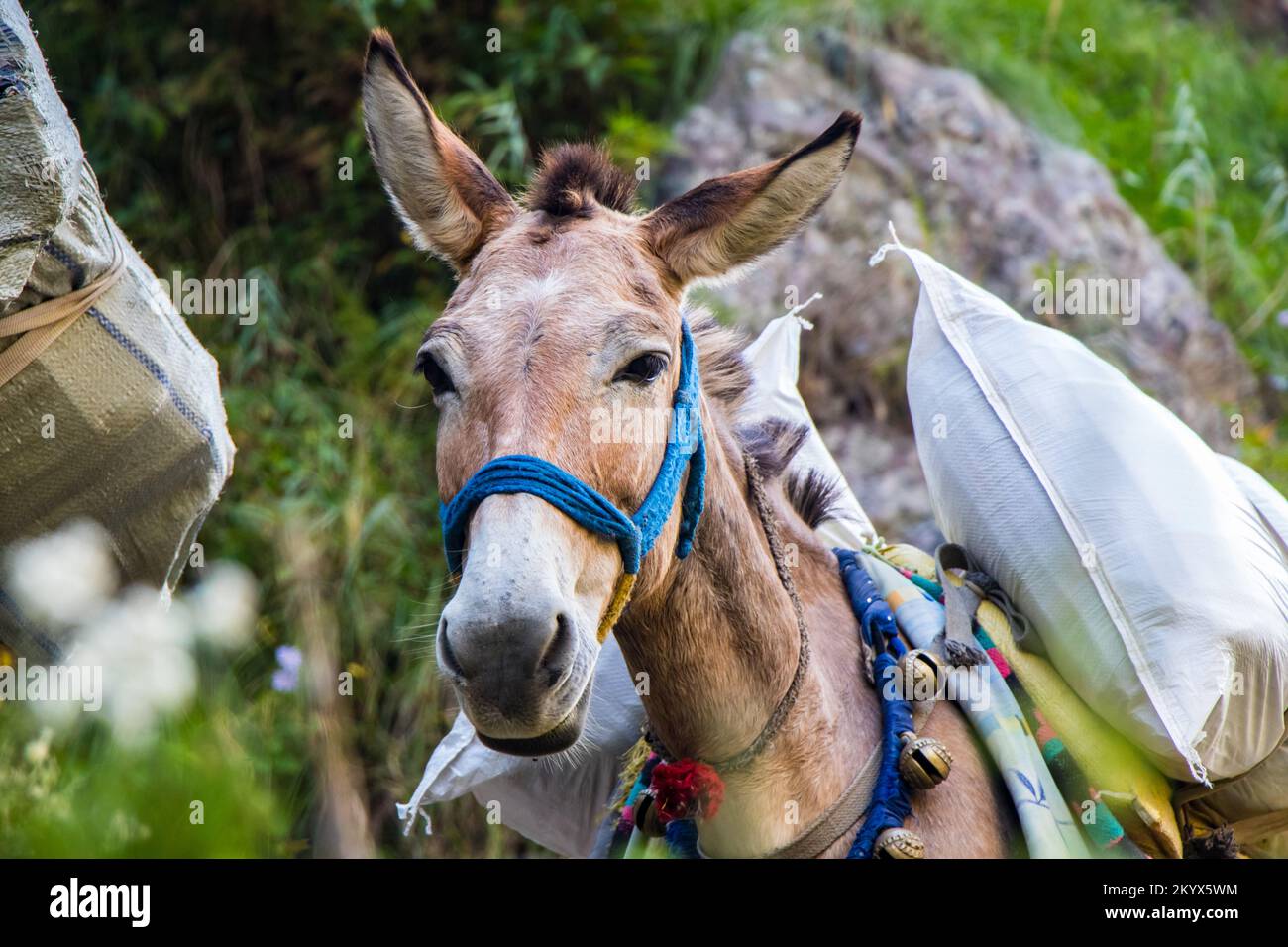 Donkey carrying weights and essentials on Himalayan mountain villages ...