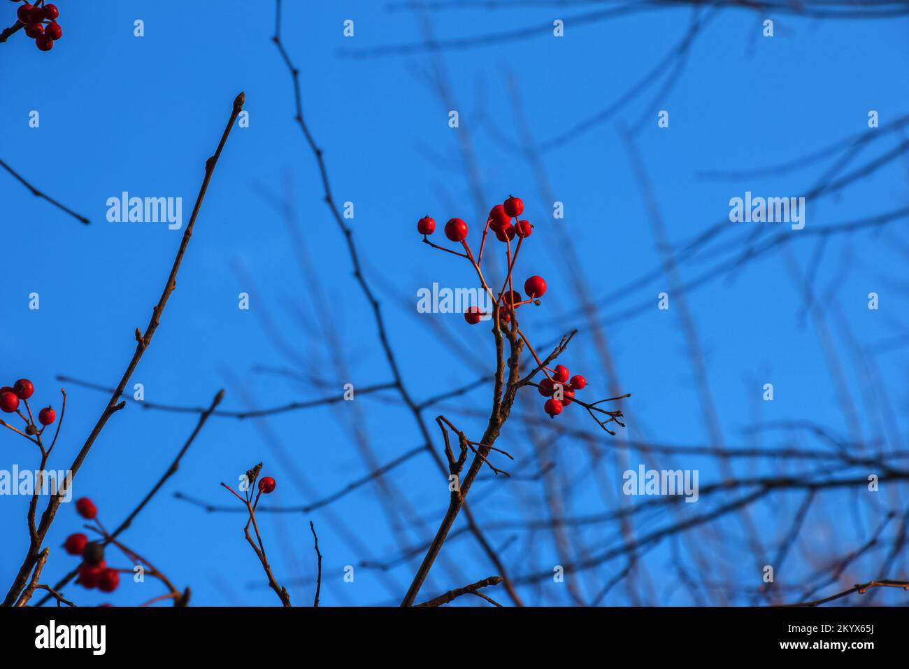 Bright red hawthorn berries in sunlight against a clear blue sky in ...