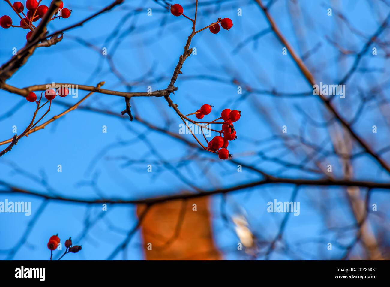 Bright red hawthorn berries in sunlight against a clear blue sky in ...