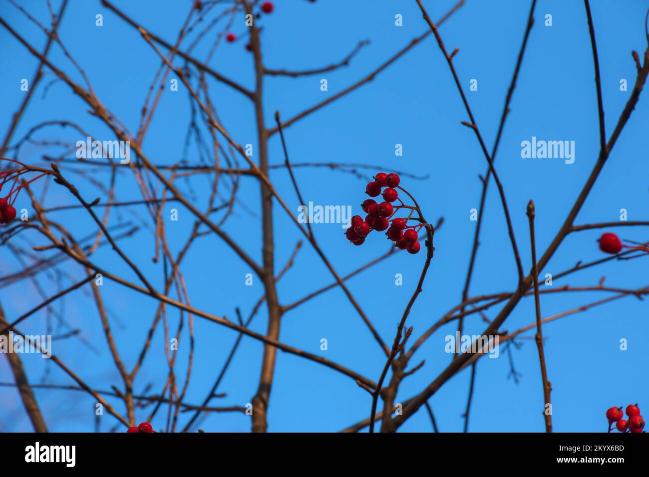 Bright red hawthorn berries in sunlight against a clear blue sky in ...