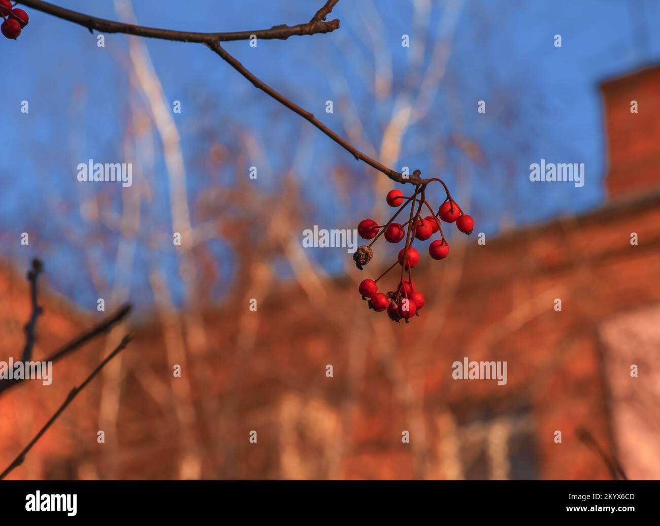 Bright red hawthorn berries in sunlight against a clear blue sky in ...