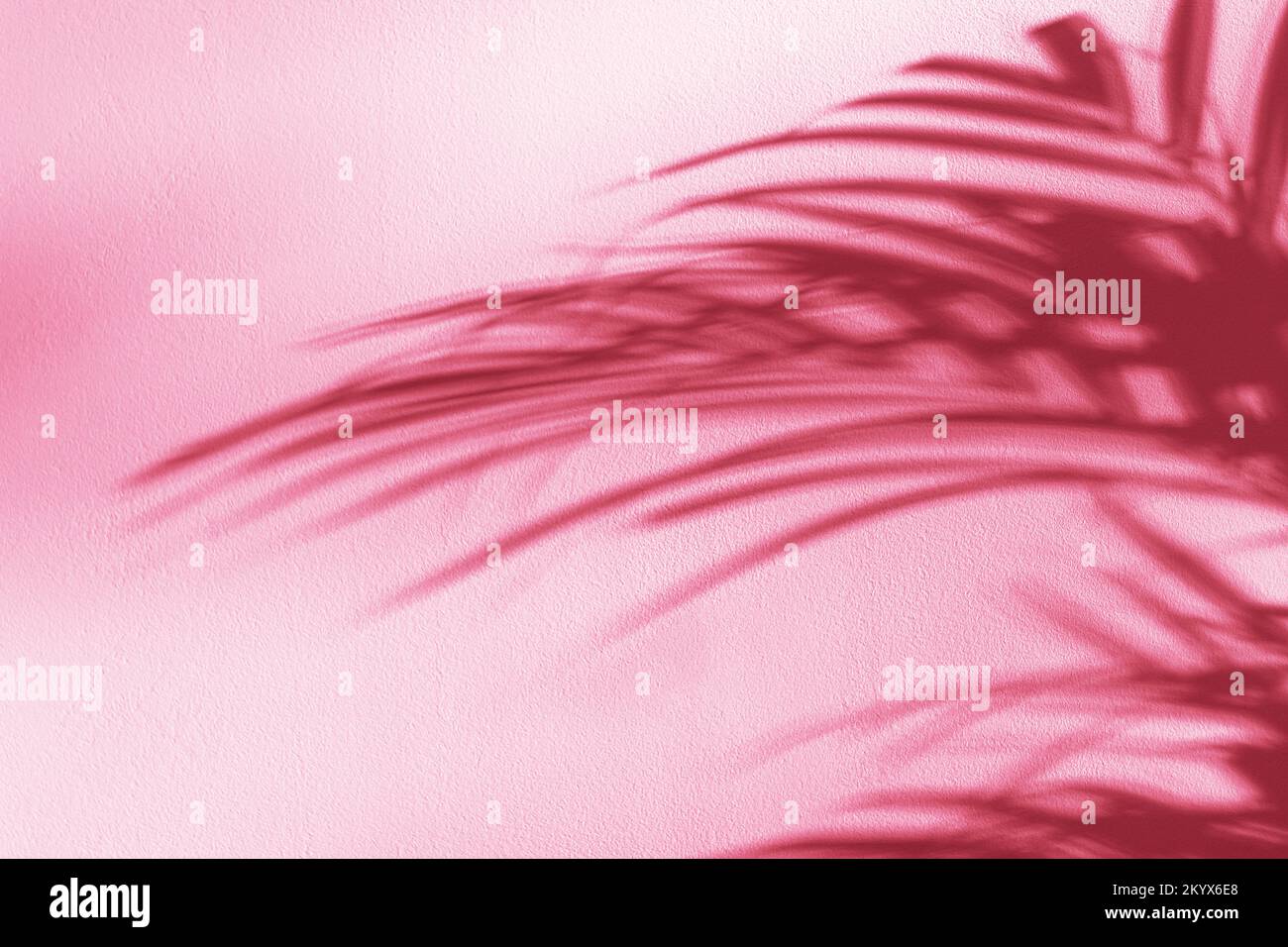 Palm leaves shadow on white wall Stock Photo - Alamy