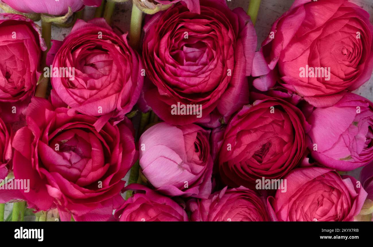 Flowers flat lay composition Stock Photo - Alamy