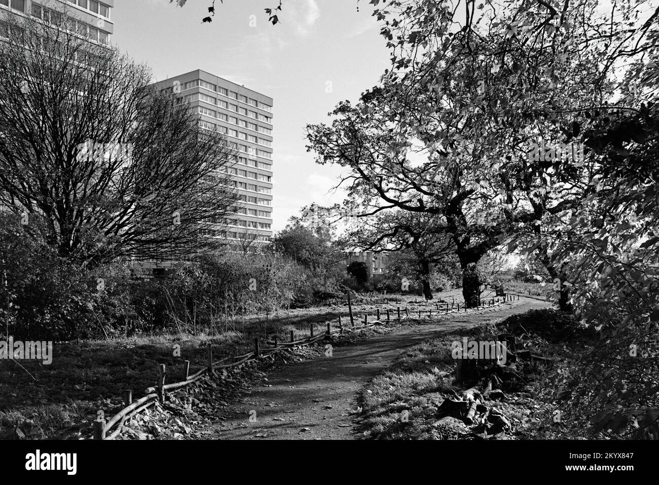 Footpath and trees in Woodberry Wetlands nature reserve, North London ...