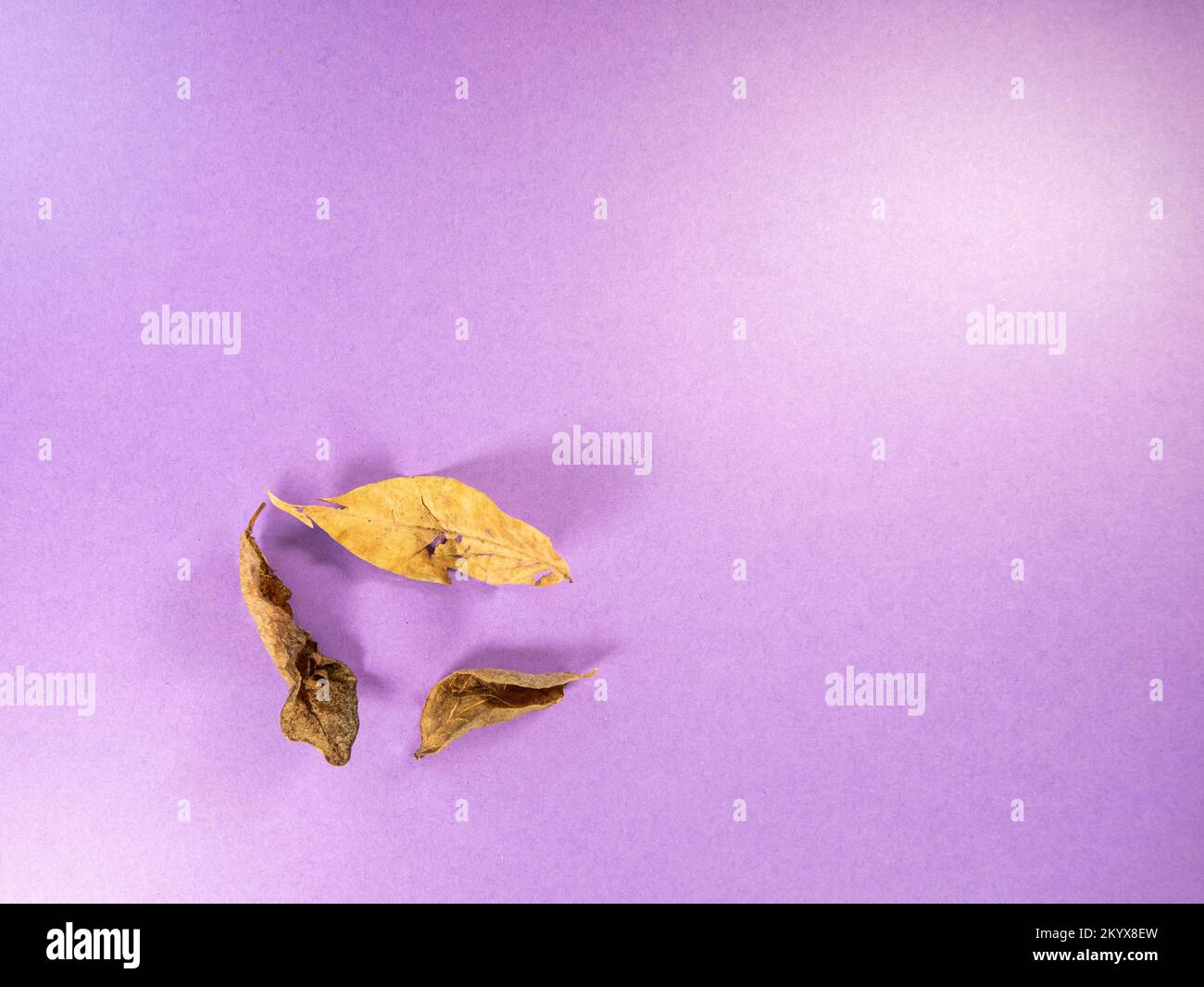 group of three Autumn leaves isolated on a purple background Stock ...