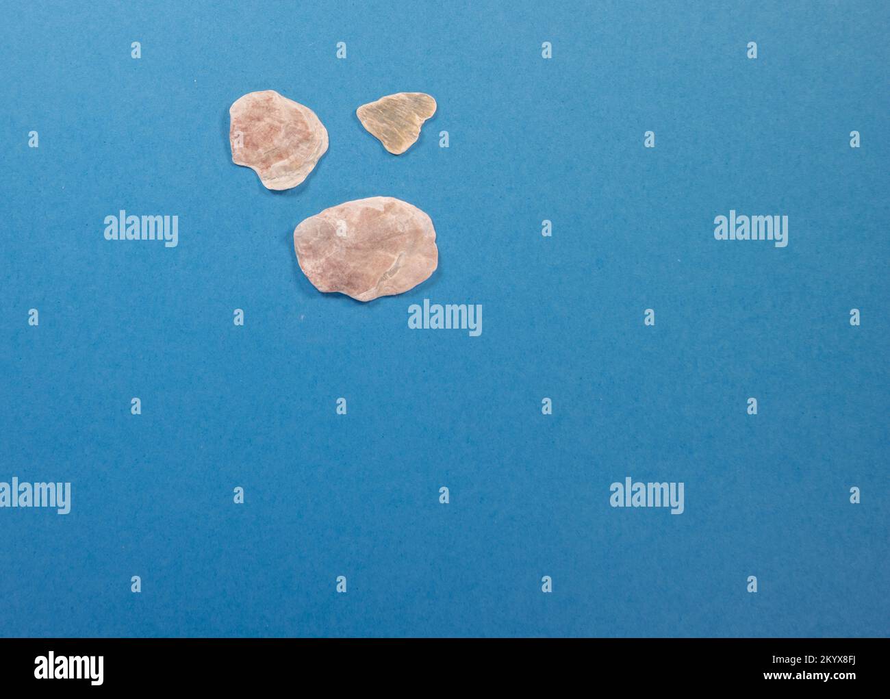 group of three tropical sea shells isolated on a dark blue background ...