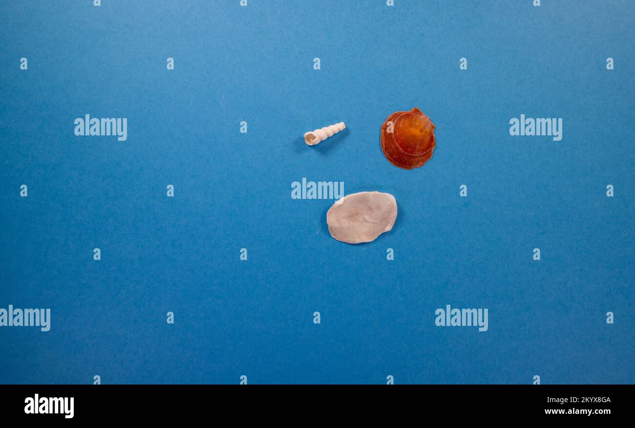 Tropical sea shells hi-res stock photography and images - Alamy