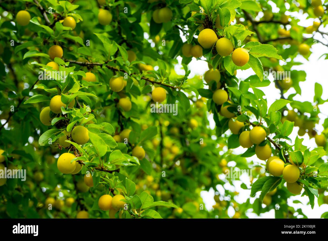 A bountiful harvest of plums on tree branches close-up Stock Photo - Alamy