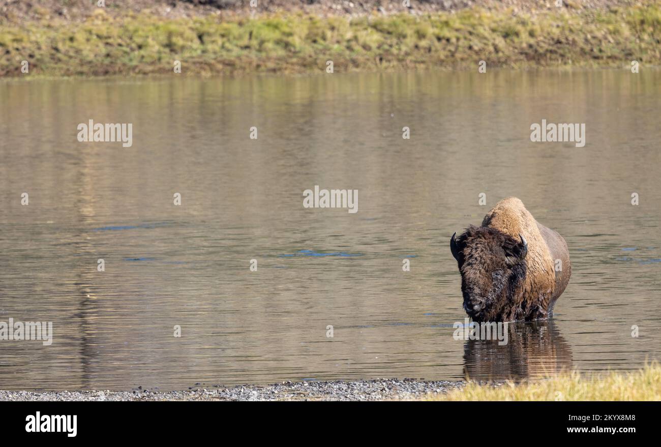 Bison Crossing the yellowstone River Wyoming in Autumn Stock Photo - Alamy