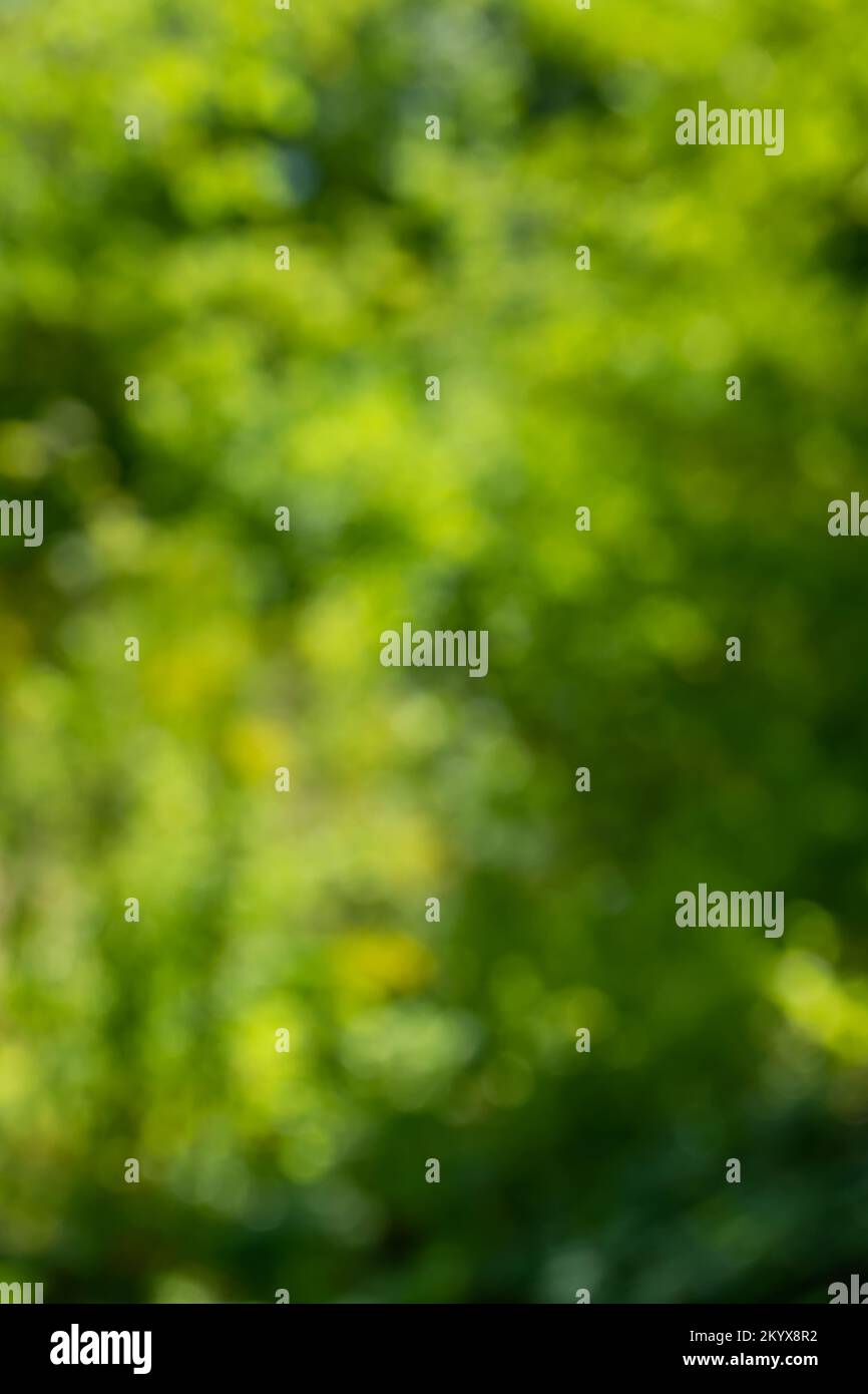 Green natural gradient blurred background. A natural background for ...